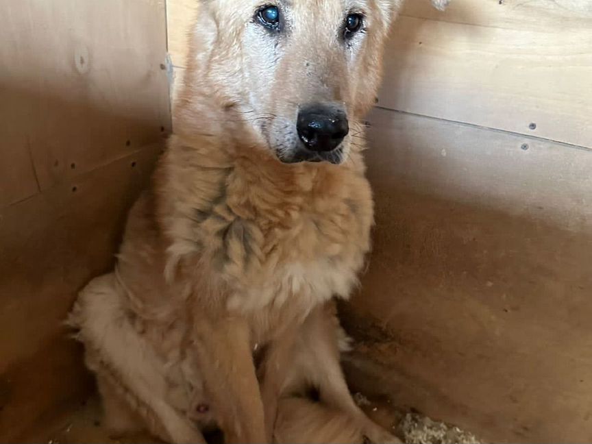 Собака ищет дом