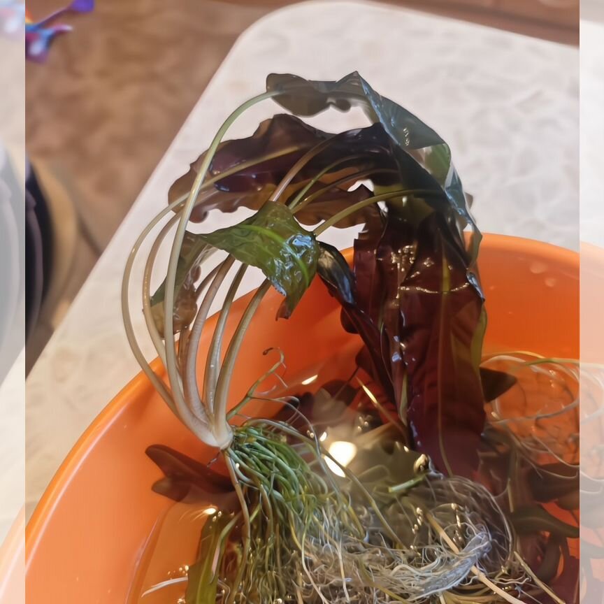 Аквариумное растение