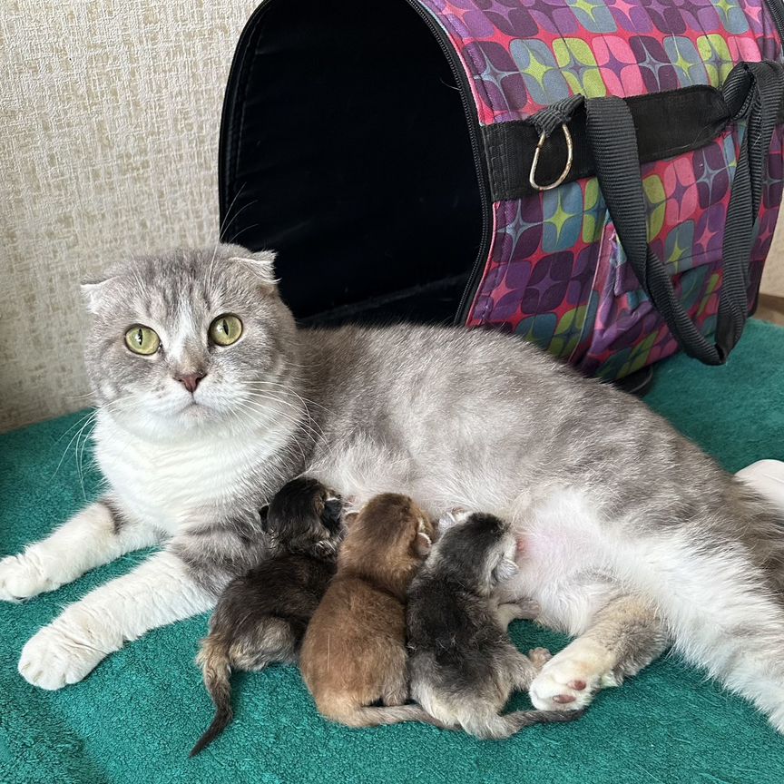 Шотландский вислоухий короткошёрстный котёнок