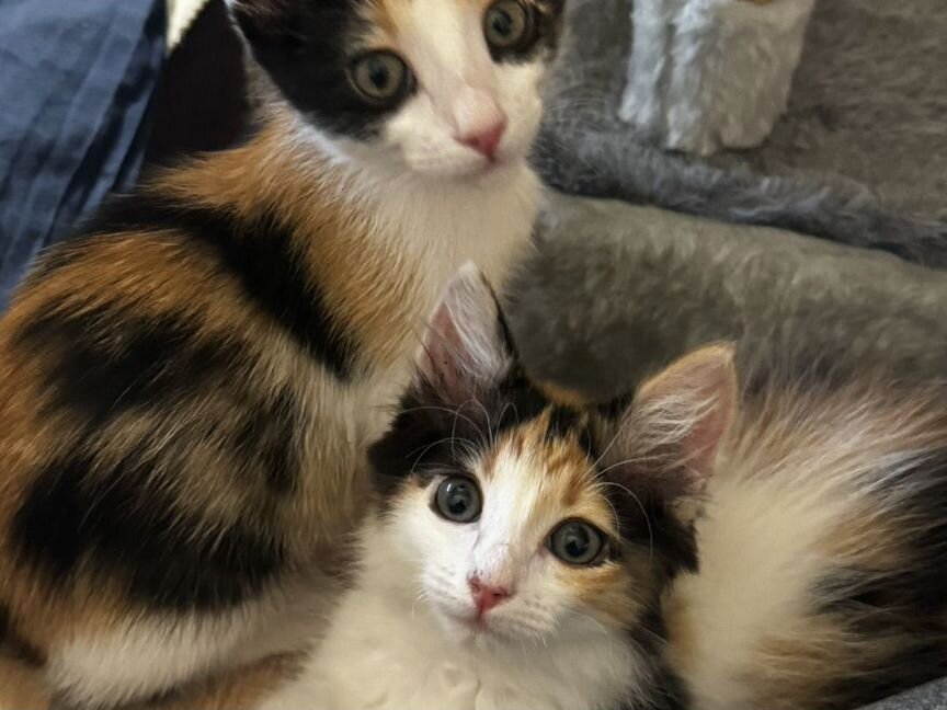 Кошка