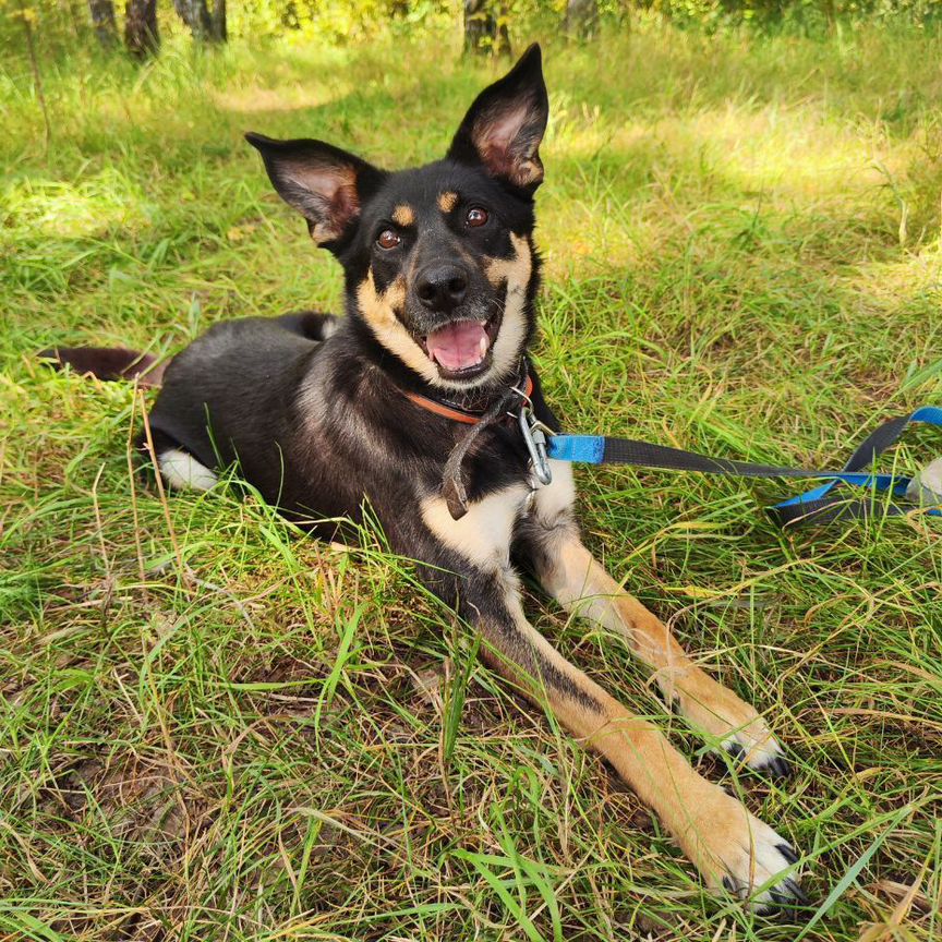 Взрослая собака в добрые руки