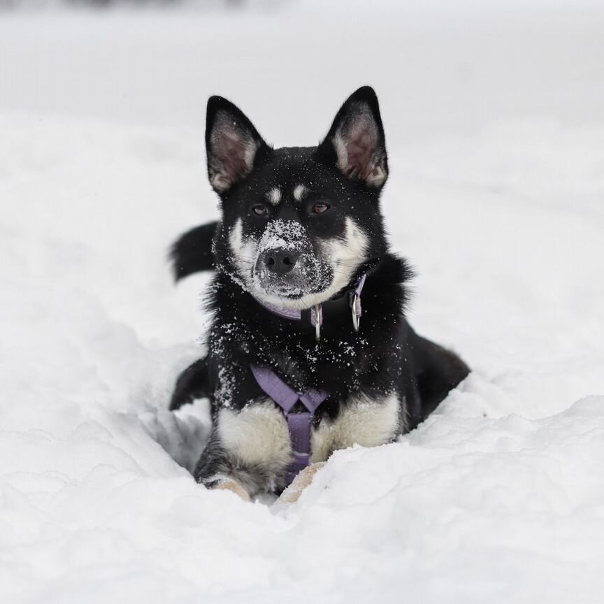 Найдите свое счастье вместе с Полли