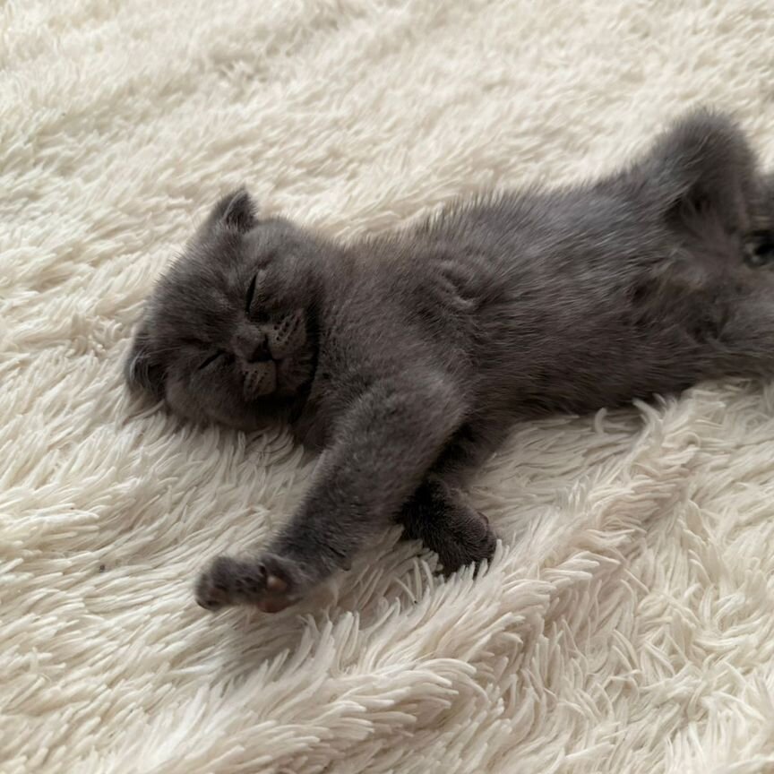 Шотландский котенок