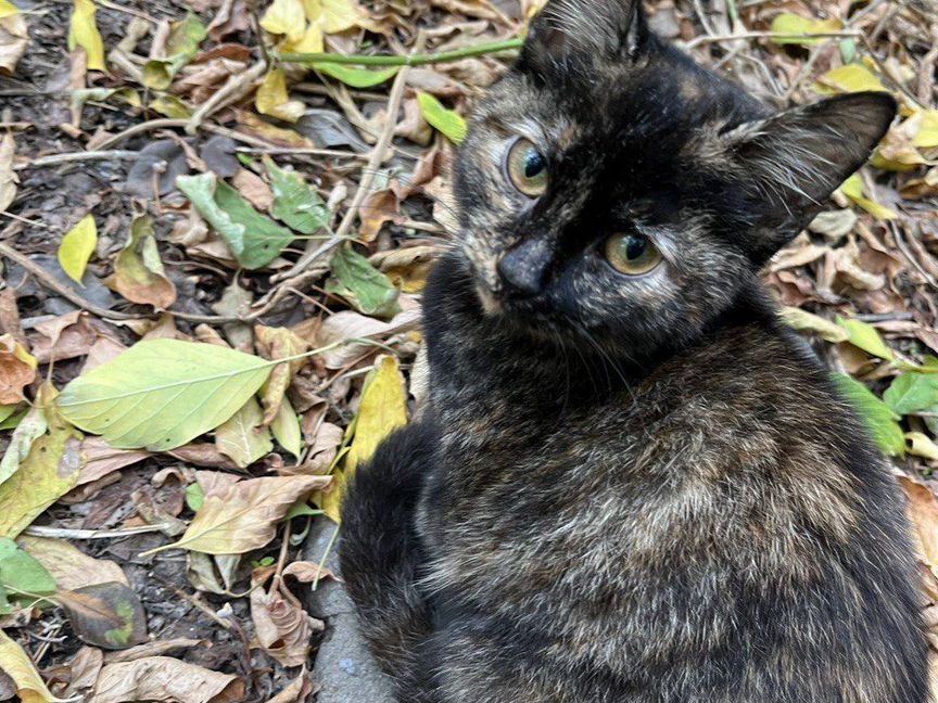 Котята ласковые в добрые руки бесплатно