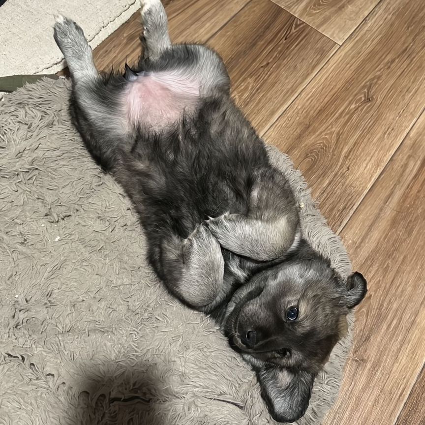 Сибирский хаски, щенок