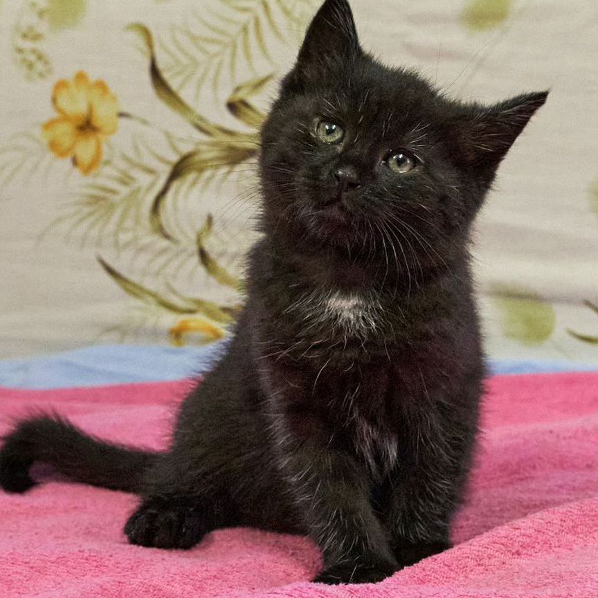 Котёнок в добрые руки