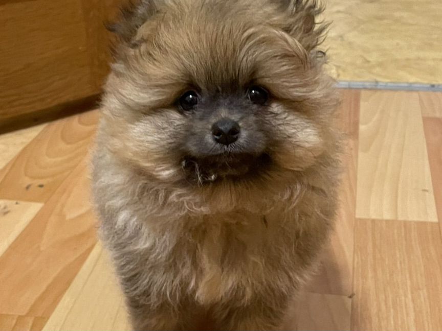 Щенки померанского шпица рулетка в подарок