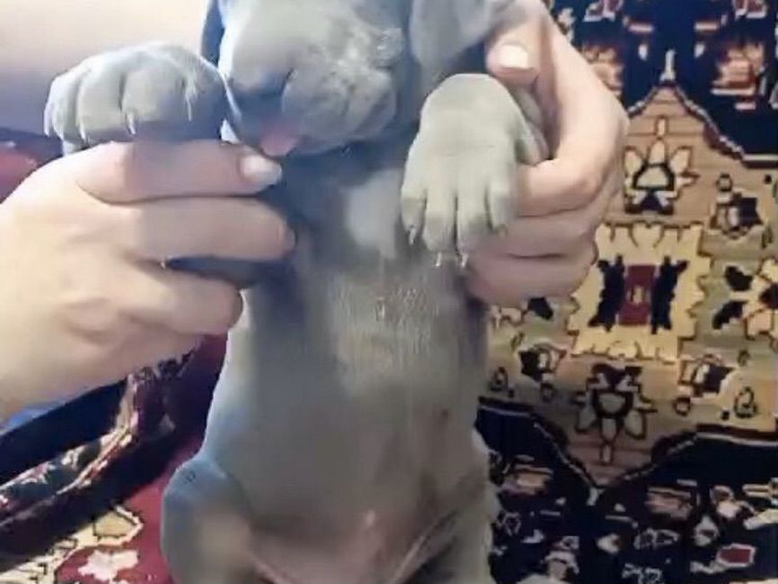 Шикарные щенки Веймаранер Легавая РКФ