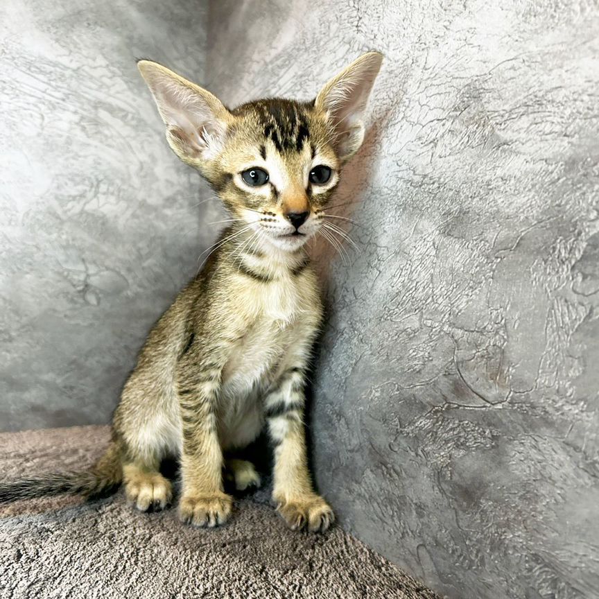 Ориентальные котята