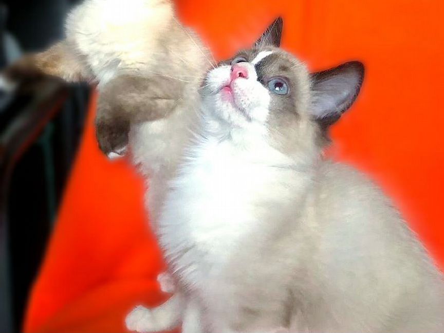 Котята Рэгдолл с документами