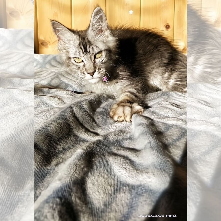 Мейн-кун котёнок