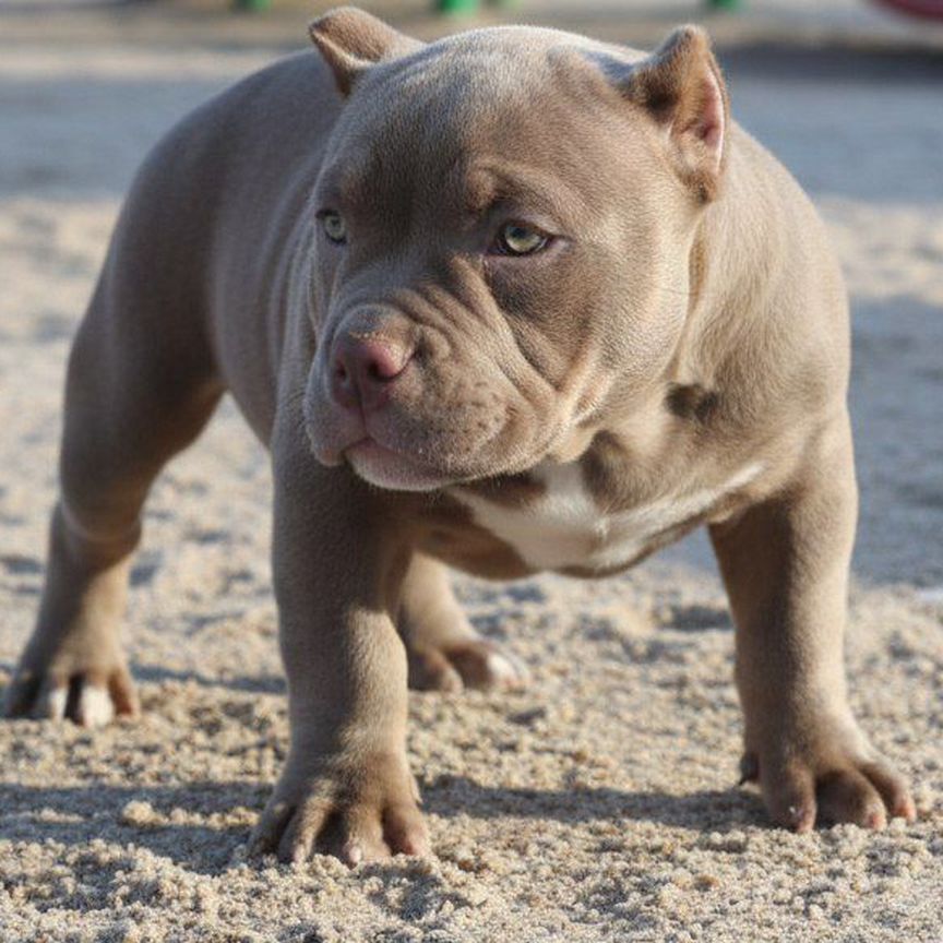 Американский булли, щенок