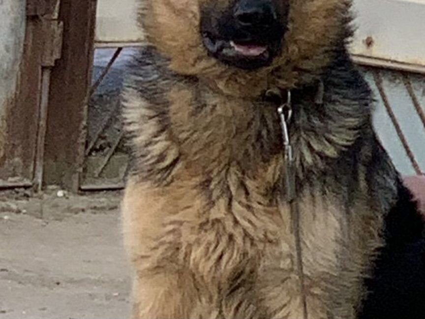 Немецкая овчарка вязка