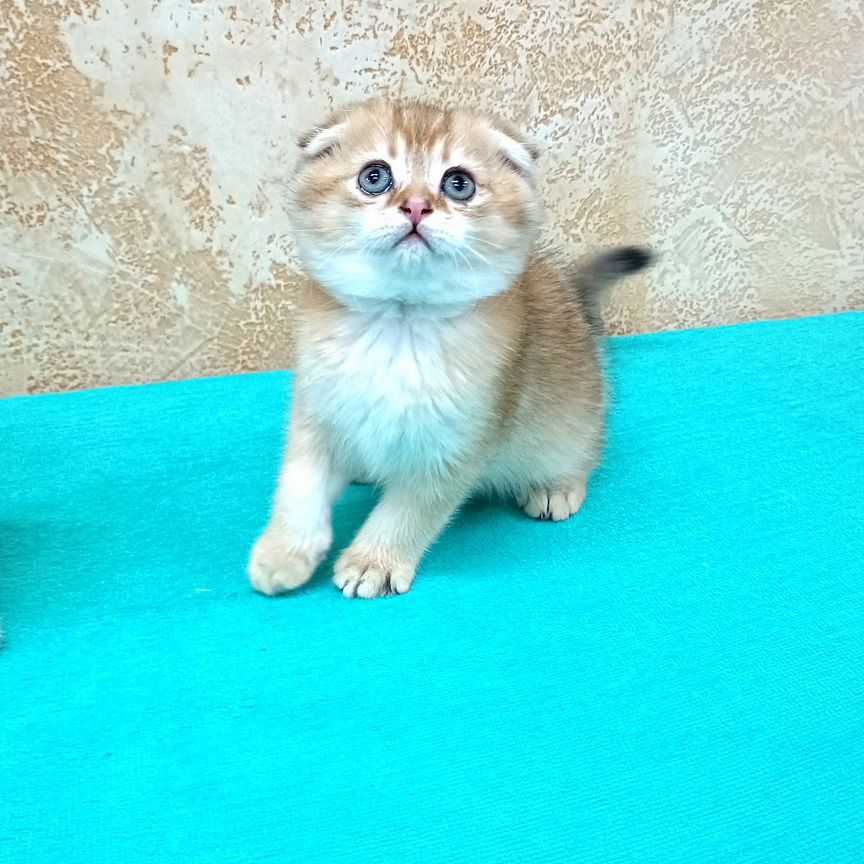 Золотые котята