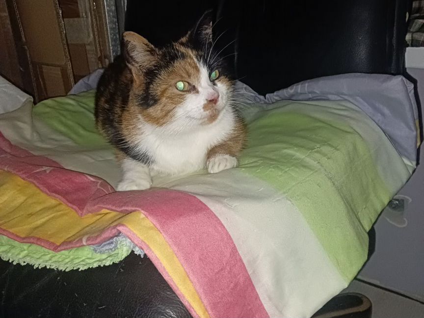Кошка в дар бесплатно