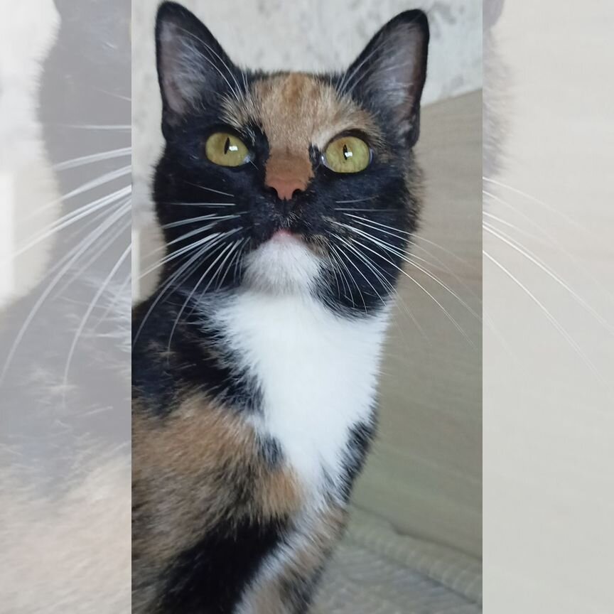 Кошечка 1.5 года