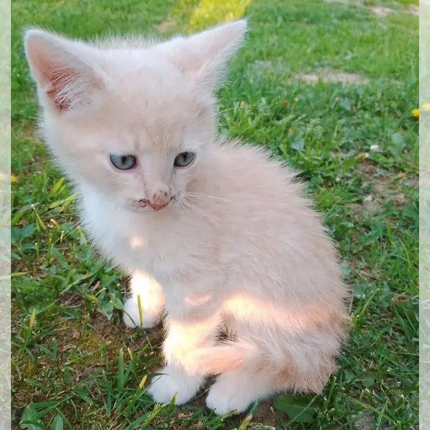 Котёнок в добрые руки