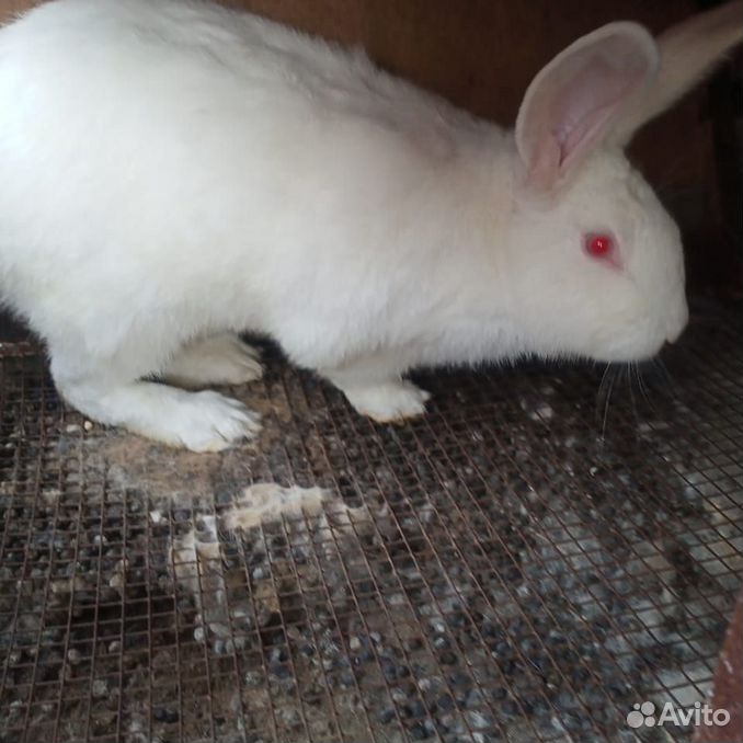 Продам кролика белый паннон 2-3 мес