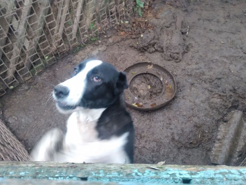 Собака алабай