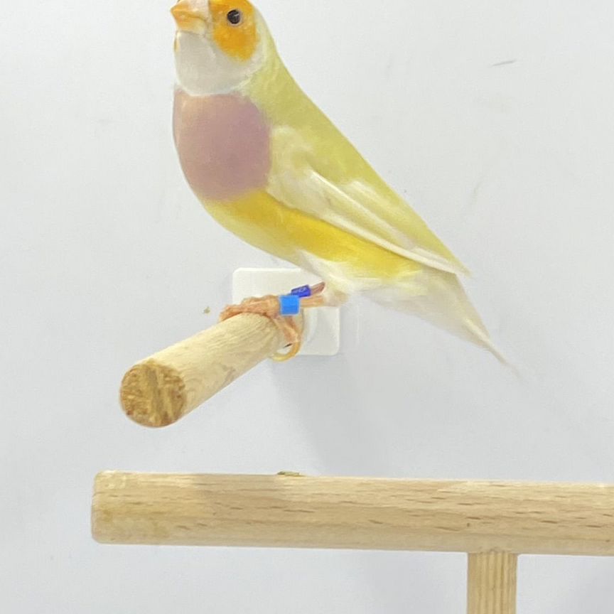 Амадина гульда самка