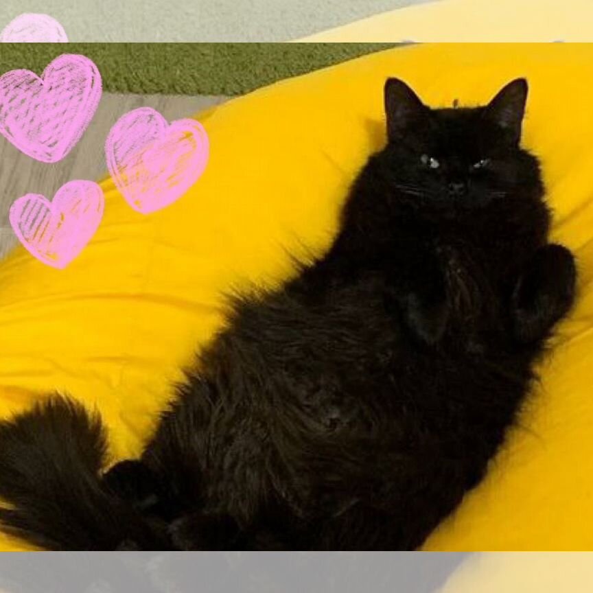 Черная кошка Ласка