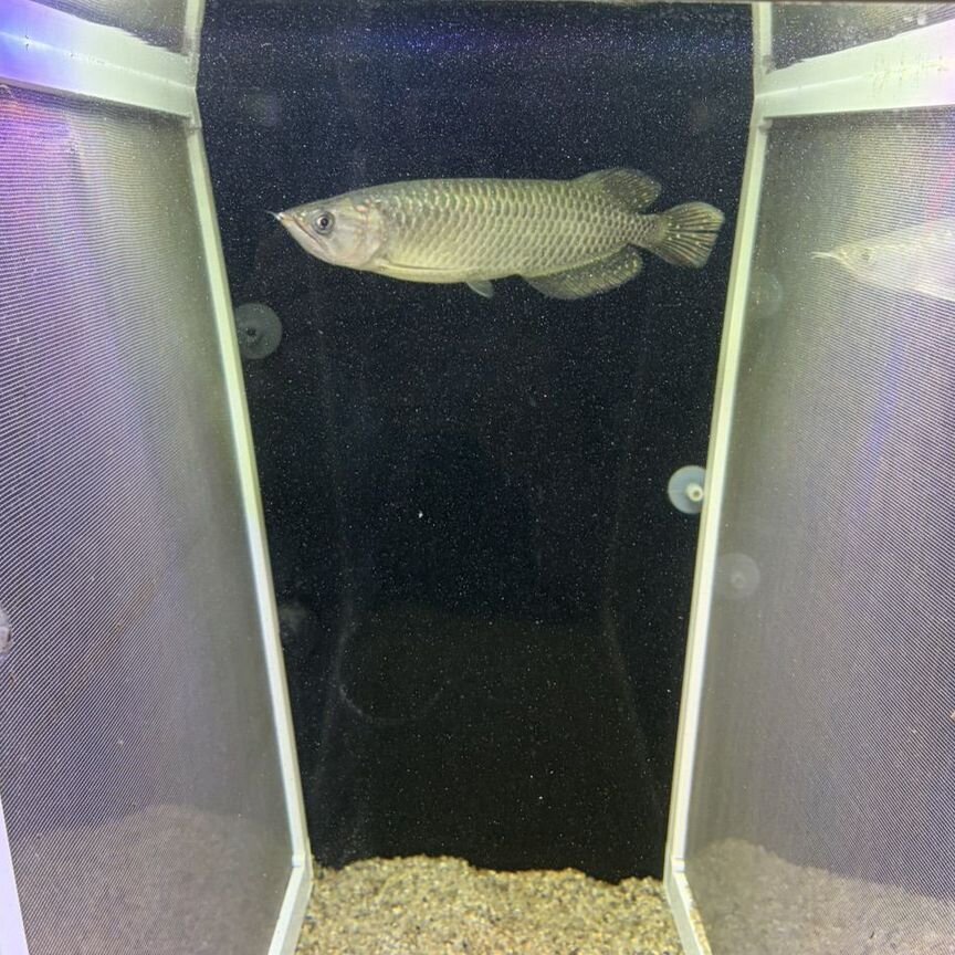 Арована Джардини