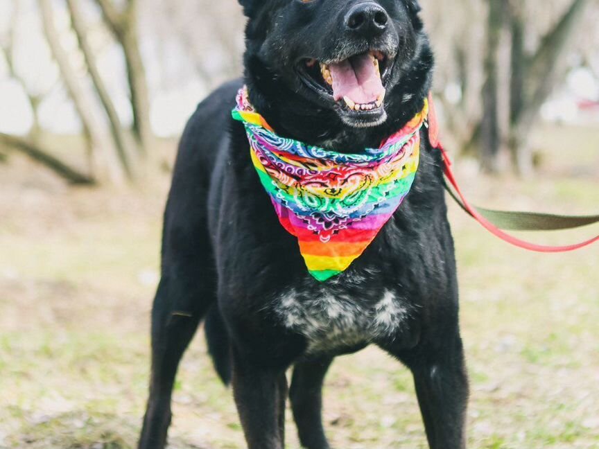 Собака в добрые руки