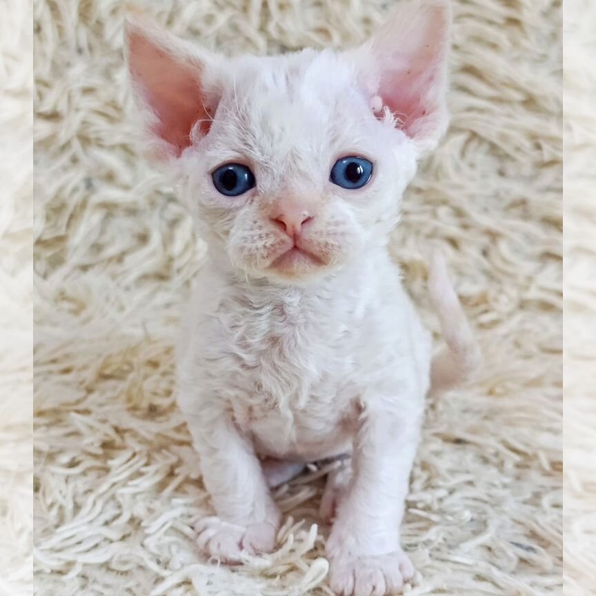 Девон-рекс котёнок