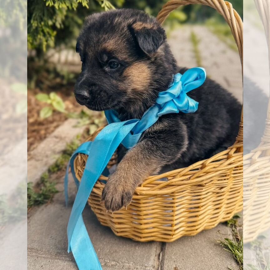 Немецкая овчарка, щенок