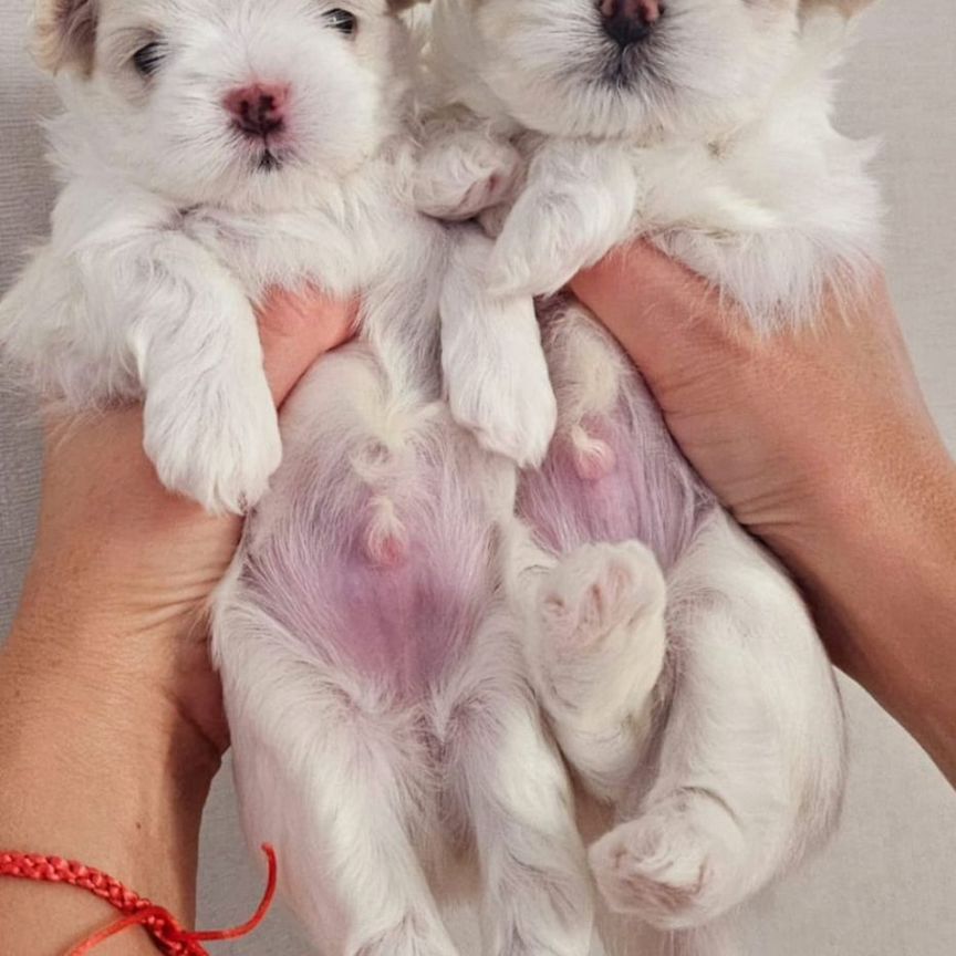 Щенки мальтезе