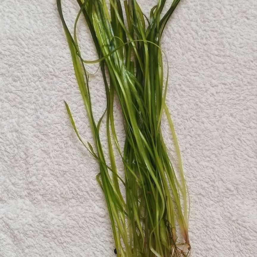 Аквариумные растения