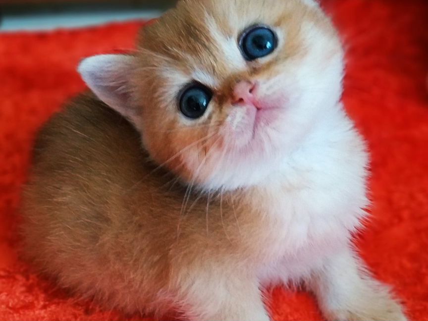 Британский золотой котик
