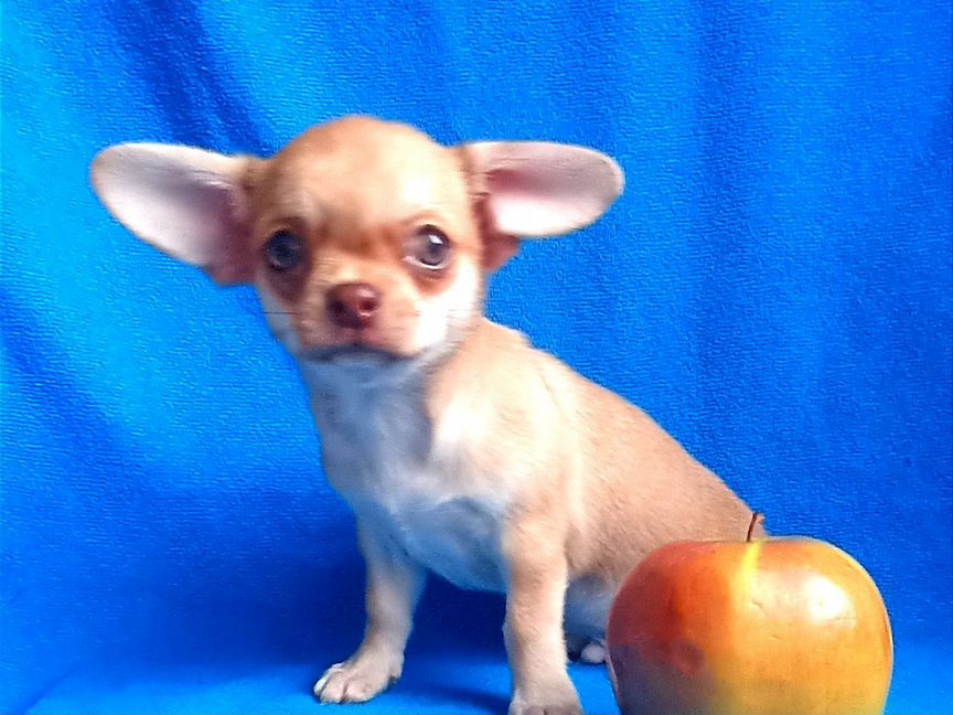 Мальчик чихуахуа