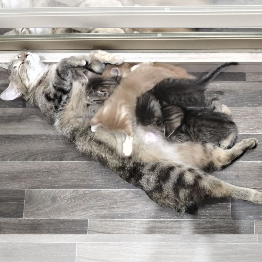 Котёнок в добрые руки