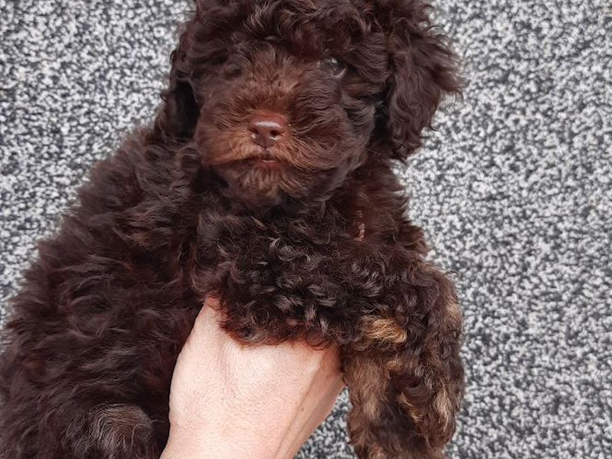 Щенки той пуделя