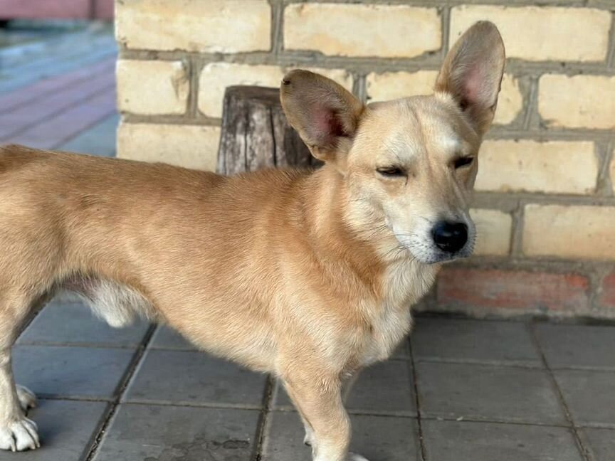 Малыш ушастик ищет дом