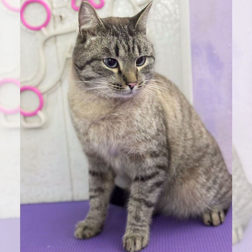 Тайский кот, взрослый