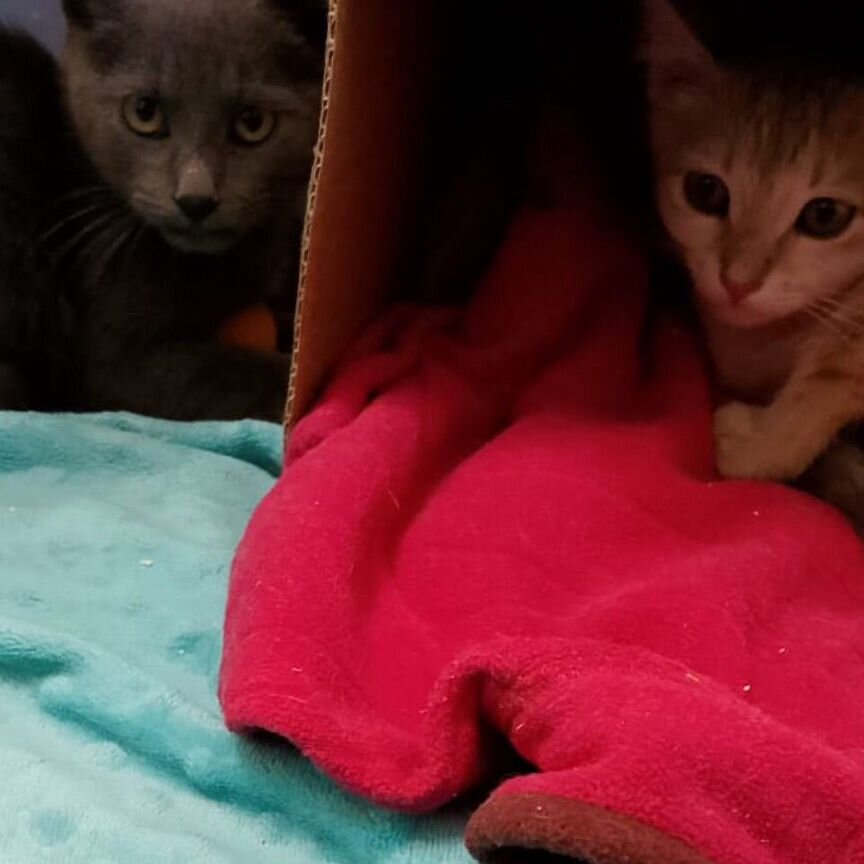 Спасенные котятки в поисках семьи