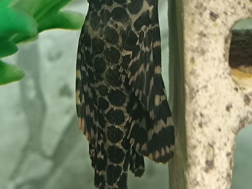 Сом Птеригоплихт парчовый