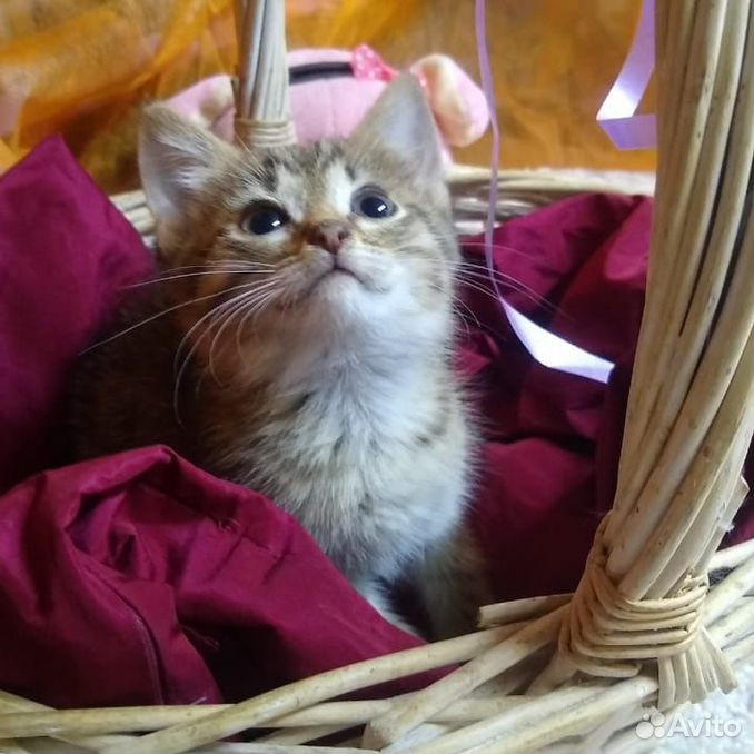 Котёнок девочка возраст 1 месяц