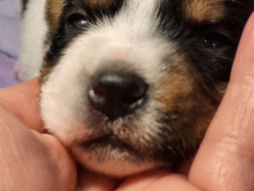 Щенок Джек рассел терьера