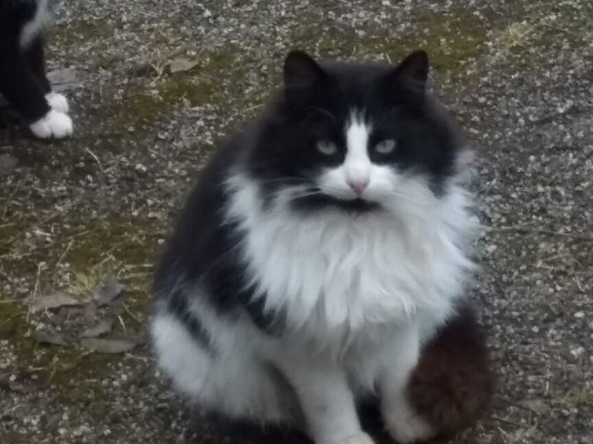 Кошки в добрые руки бесплатно