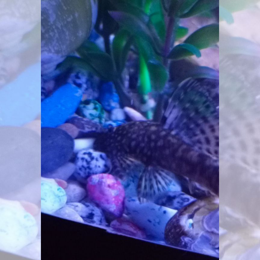 Аквариумные рыбки сомики