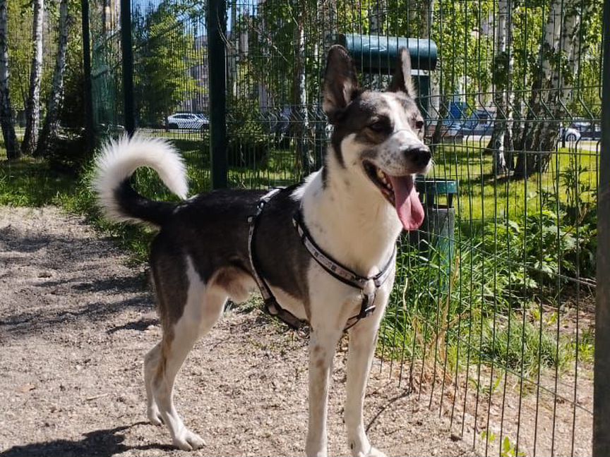 Найдена собака