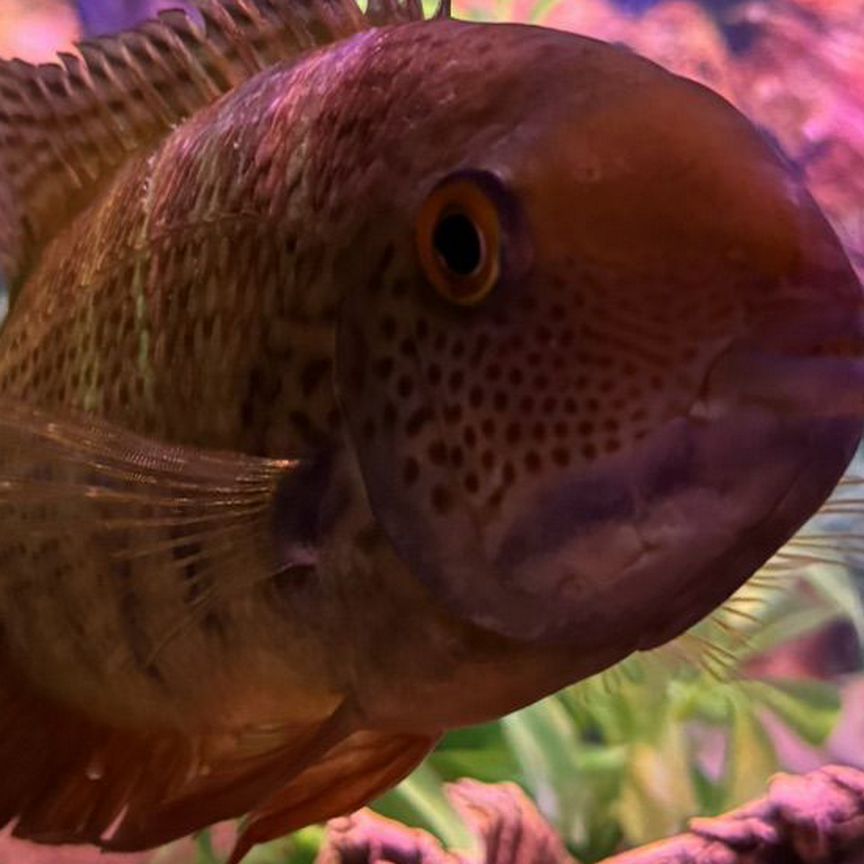 Северум 20 см