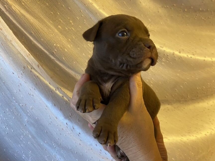 Американский булли classic