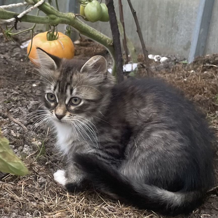 Котенок