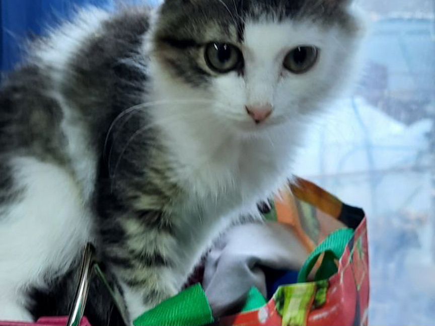 Котёнок в добрые руки