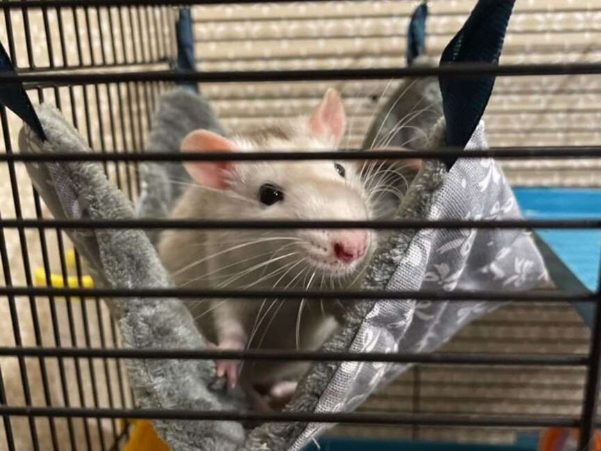 Гамак, туннель для крыс, хомяков