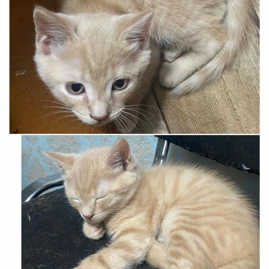 Кошечка